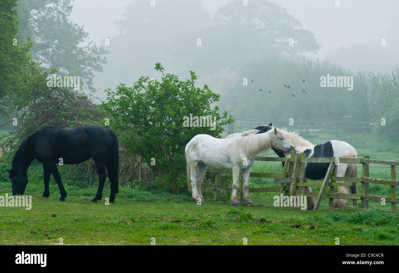 Three horses in a paddock. Horizontal format with copyspace Stock Photo ...