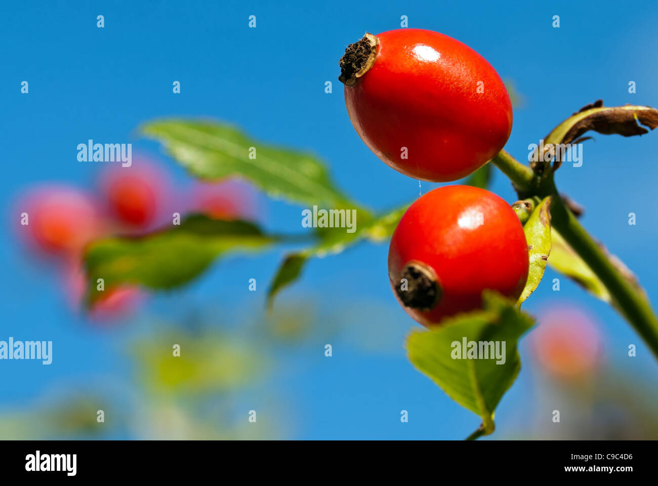 rose hip plant before blue sky Stock Photo - Alamy