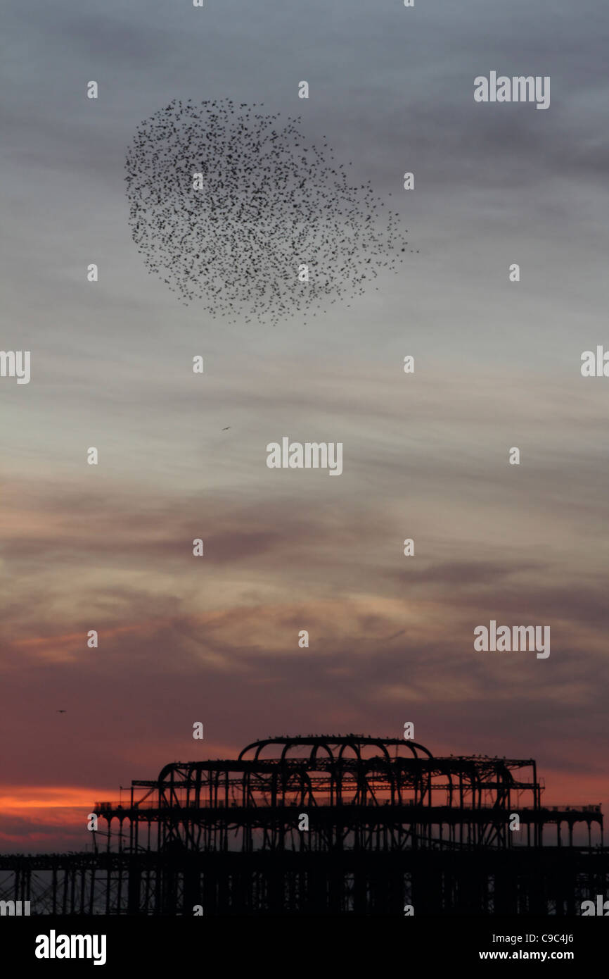 Formation of starlings flying around the Brighton west pier at sunset ...