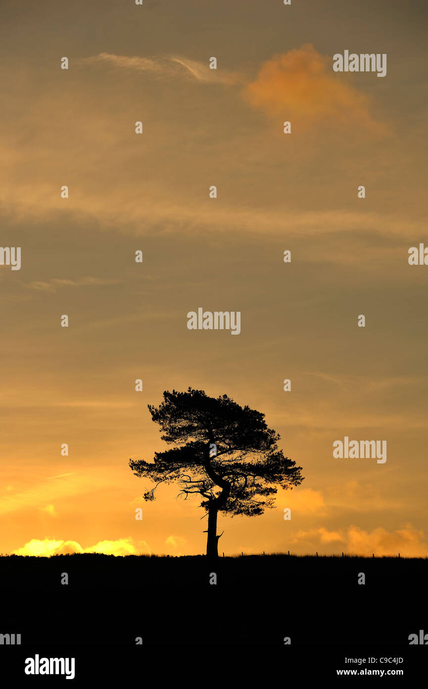 Lone tree at sunrise hi-res stock photography and images - Alamy