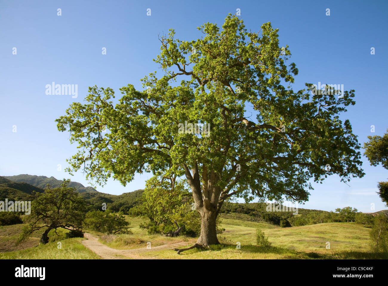CALIFORNIA - Oak tree at Paramount Ranch in the Santa Monica Mountains ...