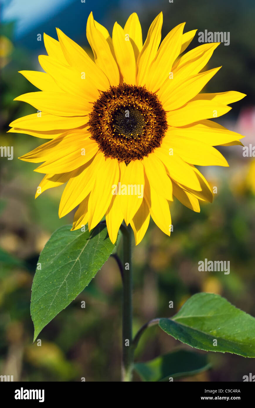 a sunflower stands in the field Stock Photo - Alamy