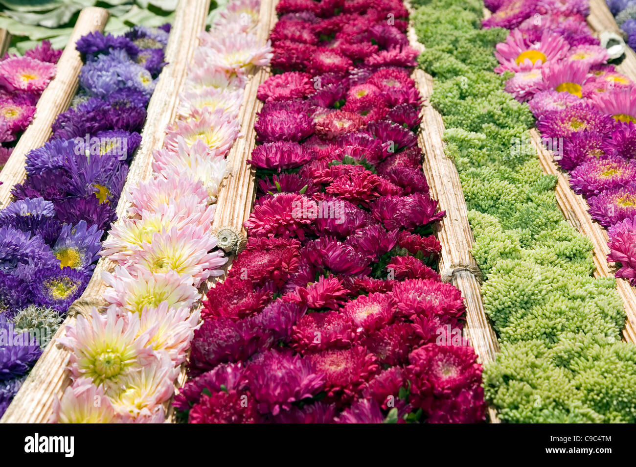 Texture of various colorful flowers placed line by line Stock Photo - Alamy