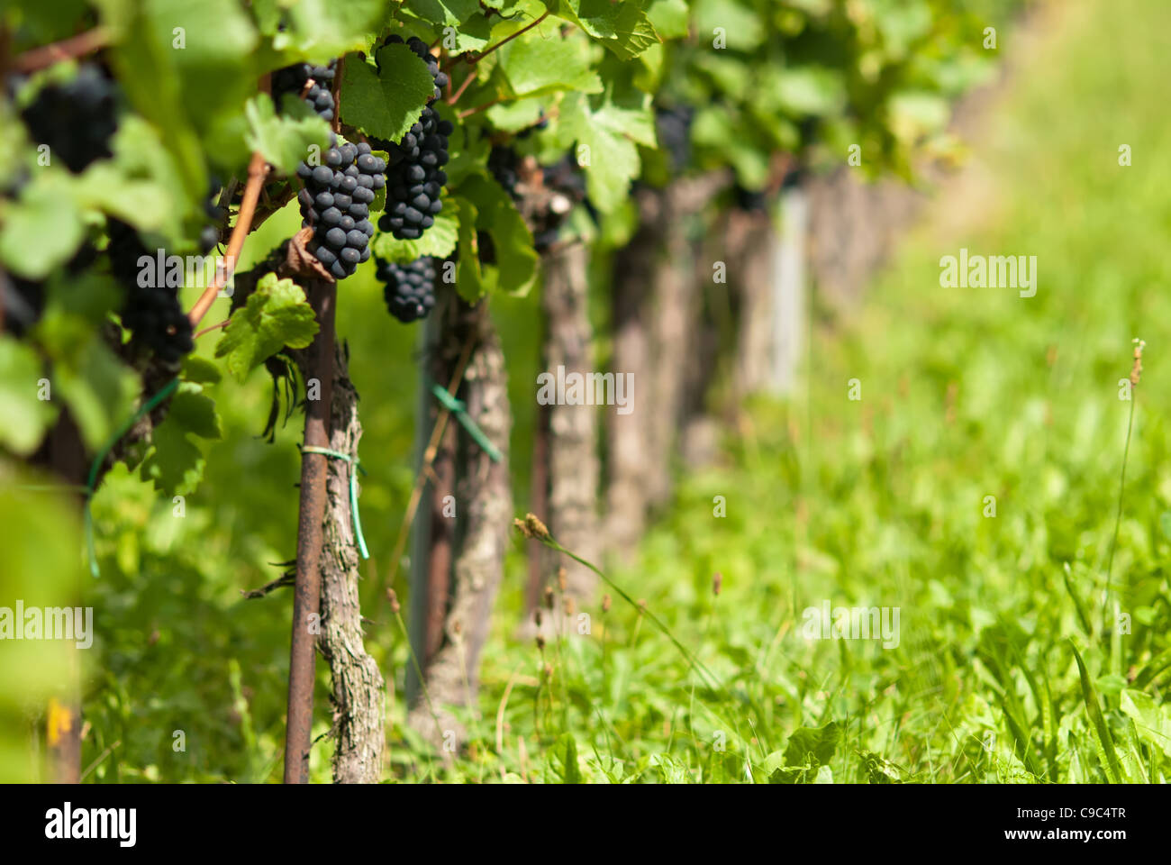 many vines on a field side by side Stock Photo - Alamy
