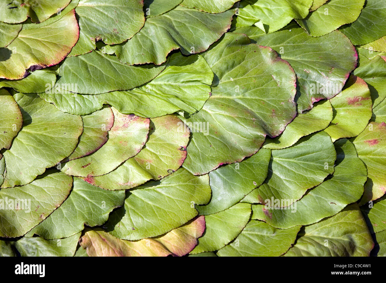 Texture made from green plants place in various positions Stock Photo ...