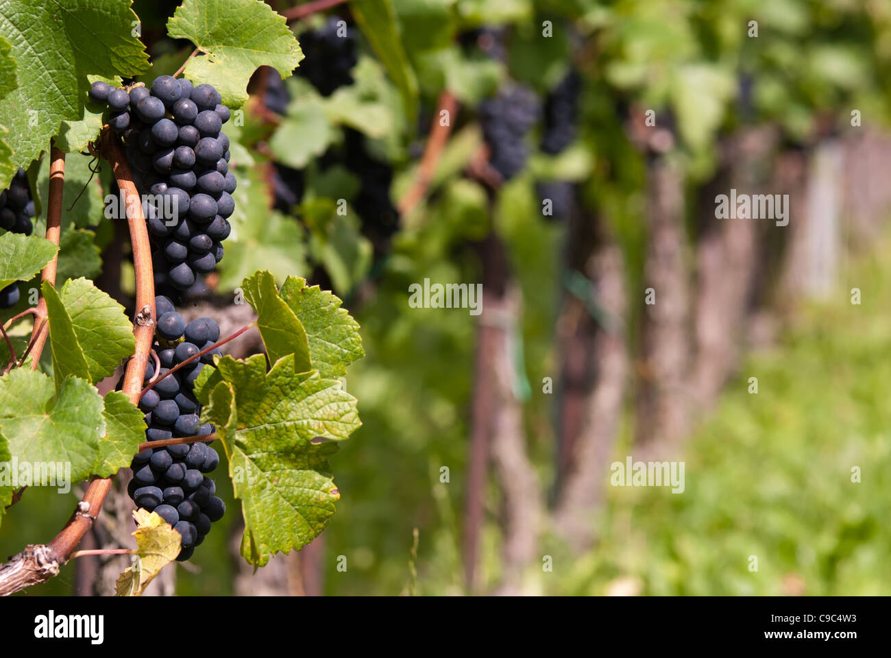 many vines on a field side by side Stock Photo - Alamy