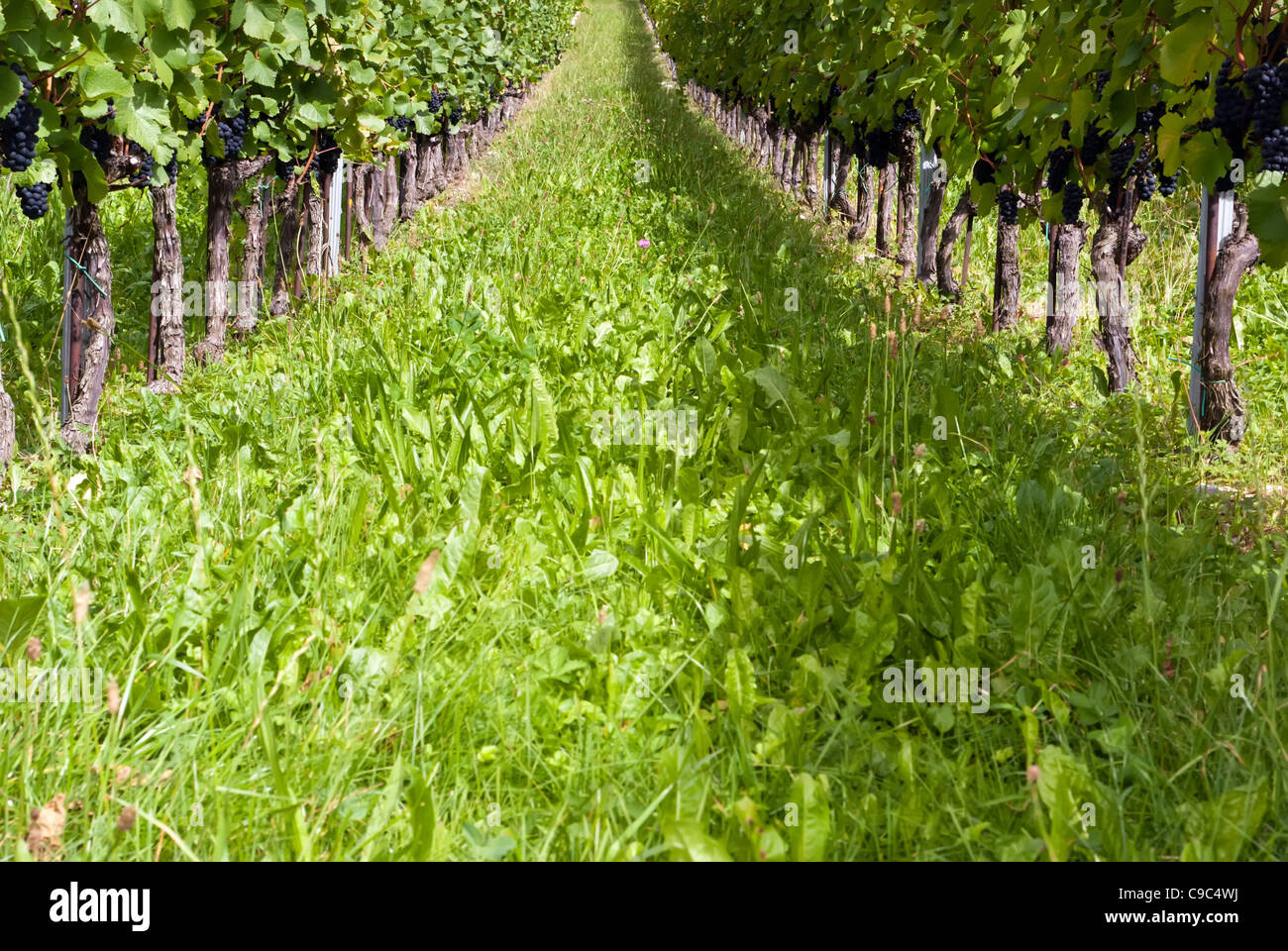many vines on a field side by side Stock Photo - Alamy