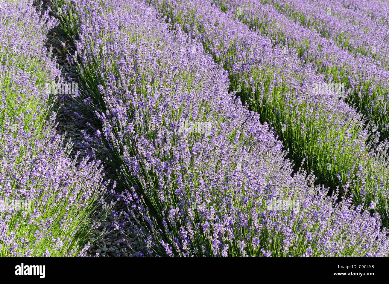 Common lavender (Lavandula angustifolia Stock Photo - Alamy
