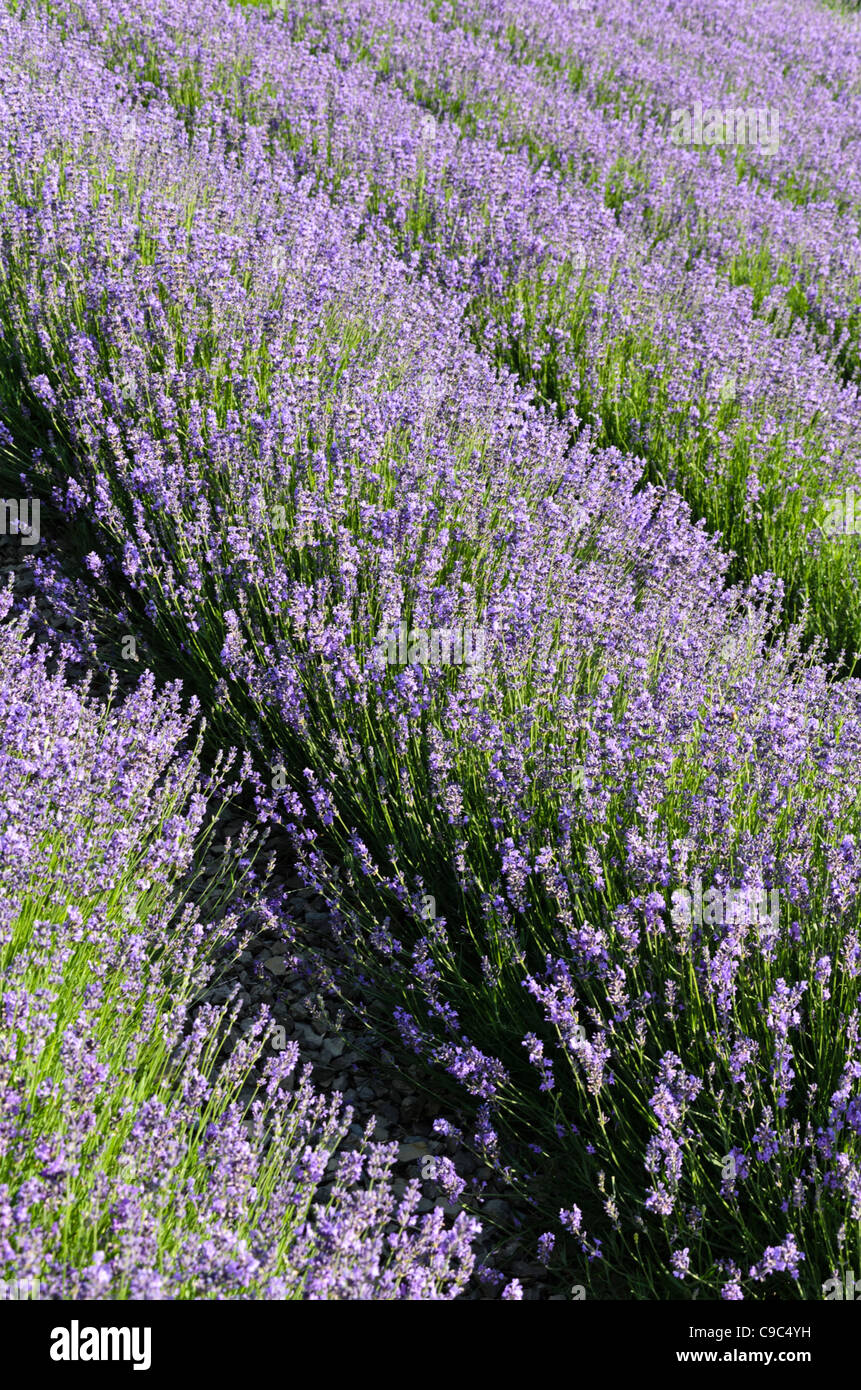 Common lavender (Lavandula angustifolia Stock Photo - Alamy