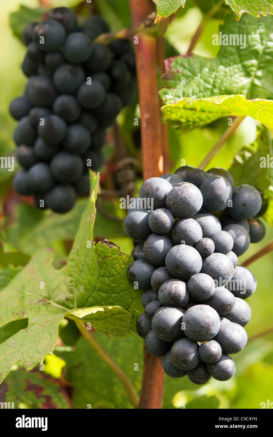 bunch of grapes on a field Stock Photo - Alamy