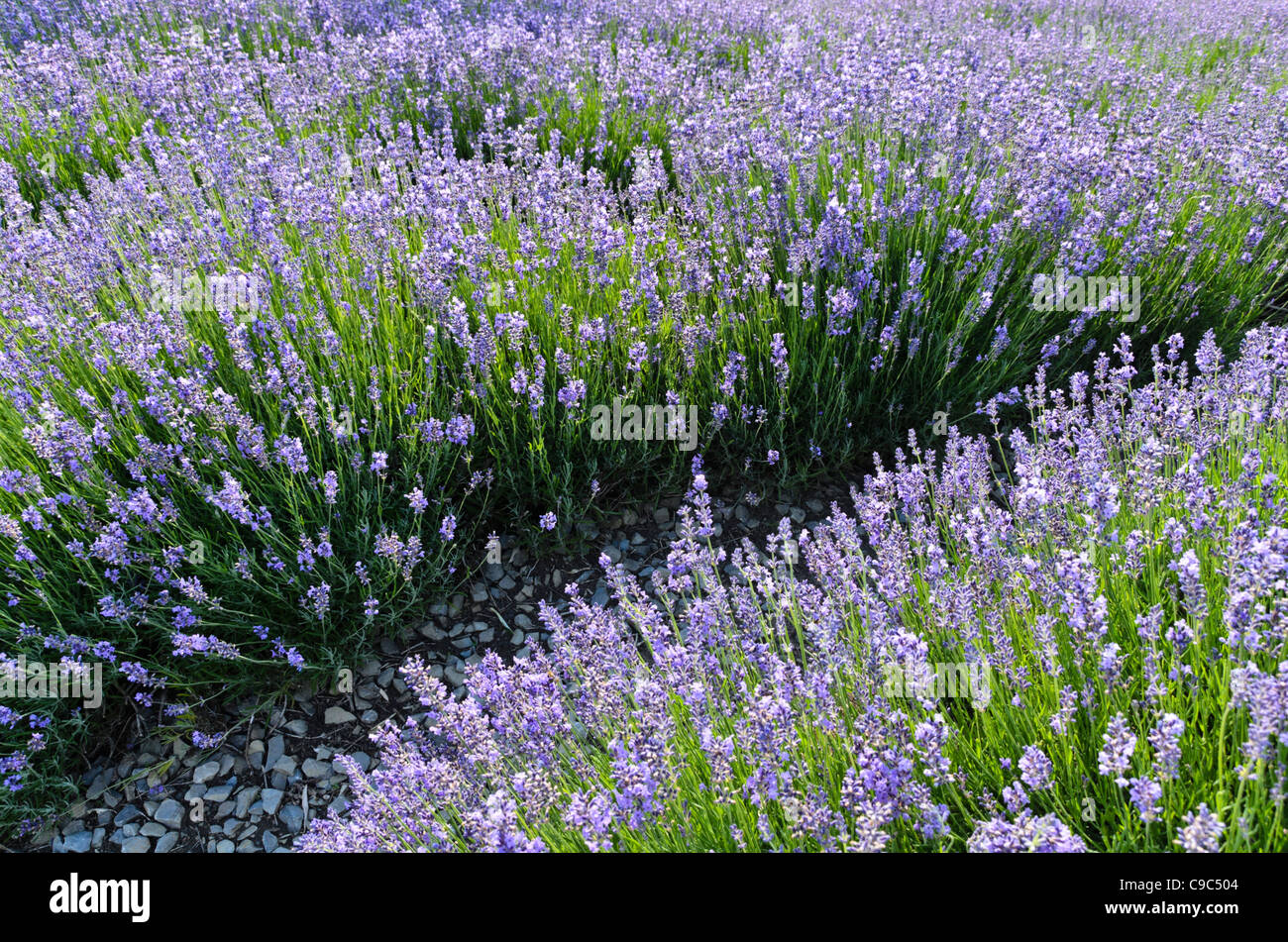 Common lavender (Lavandula angustifolia Stock Photo - Alamy