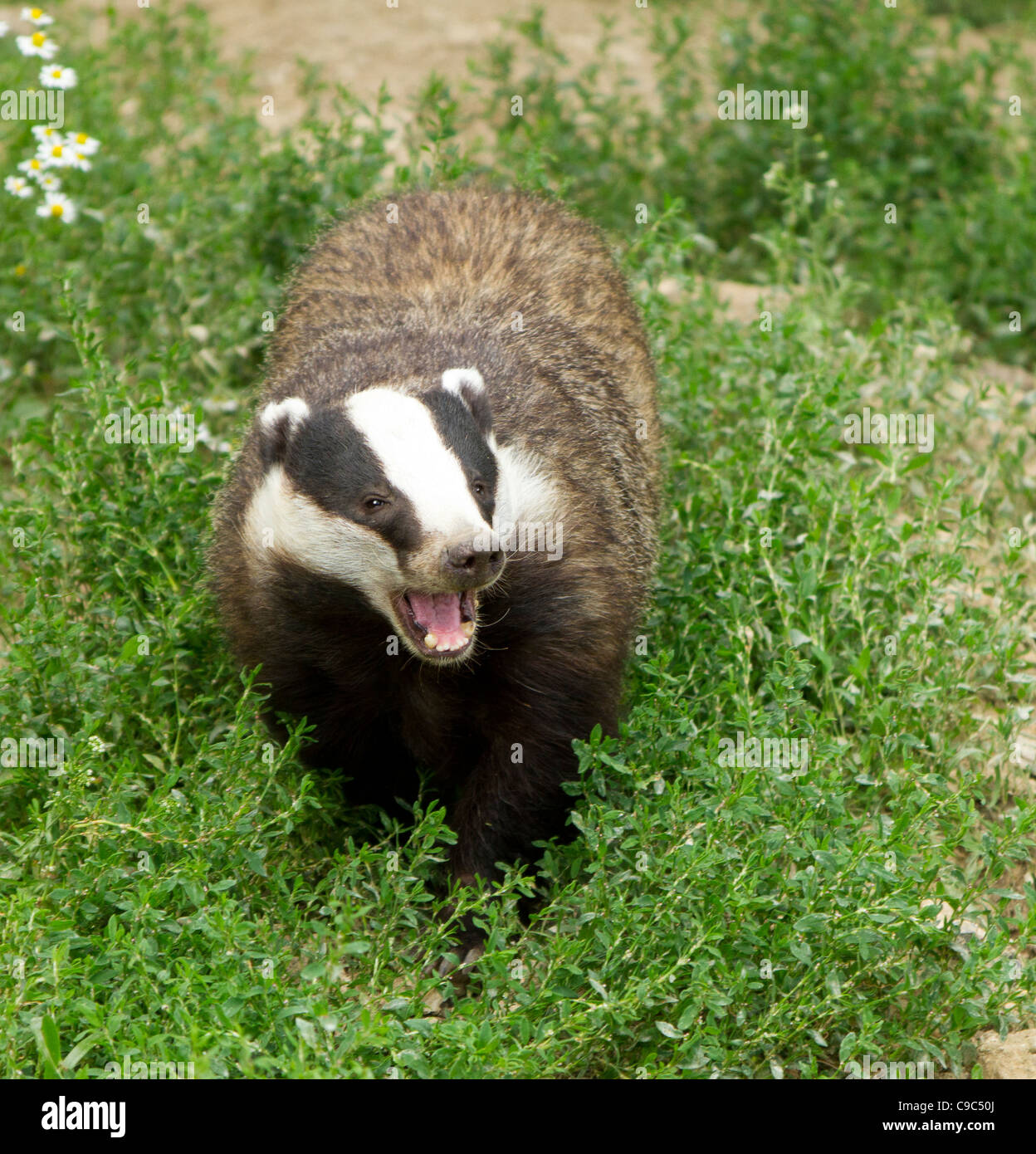 Badger at the British Wildlife Centre Surrey UK Stock Photo - Alamy
