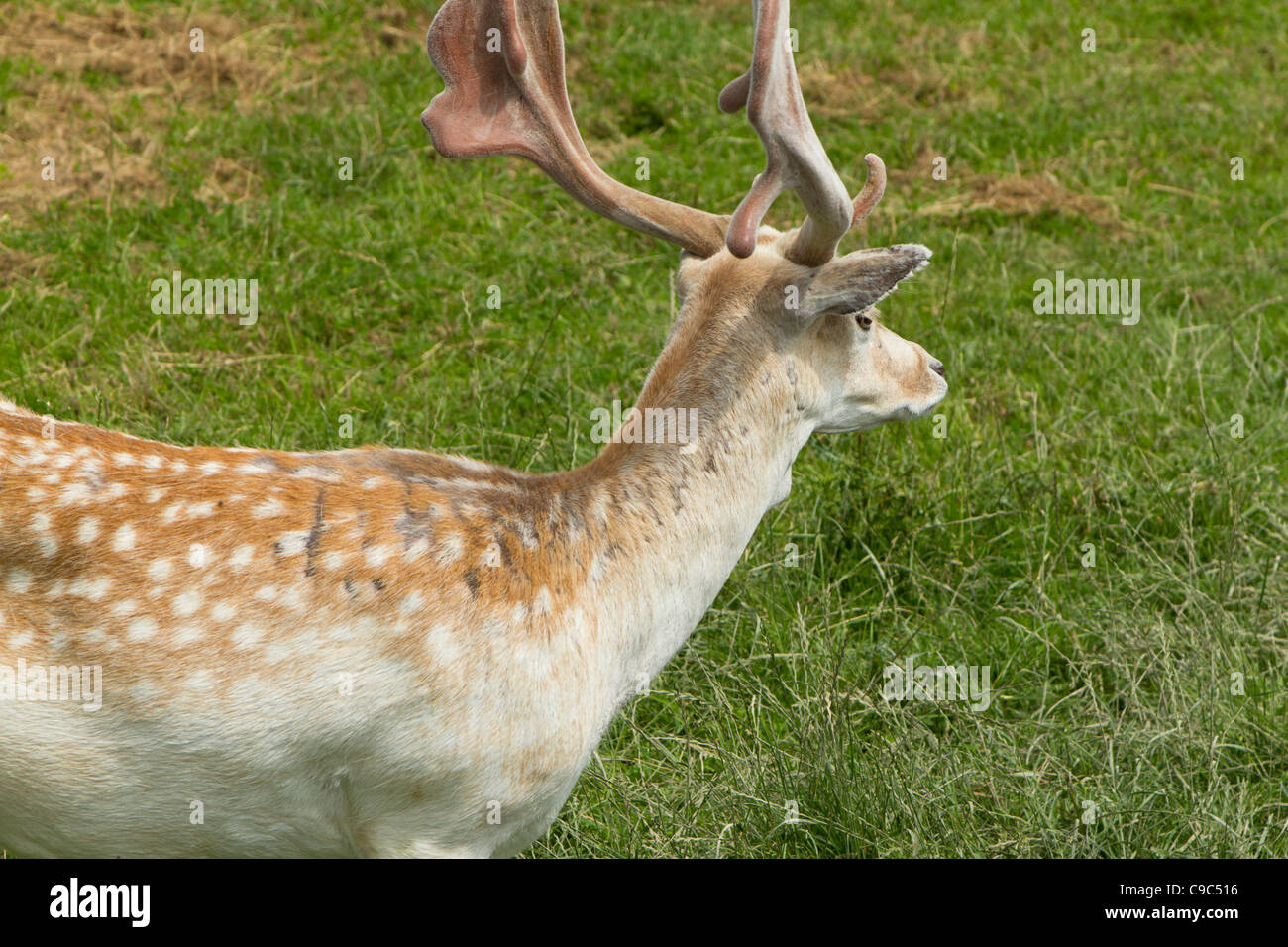 Male Fallow Deer, stag looking alert on grassland Stock Photo - Alamy