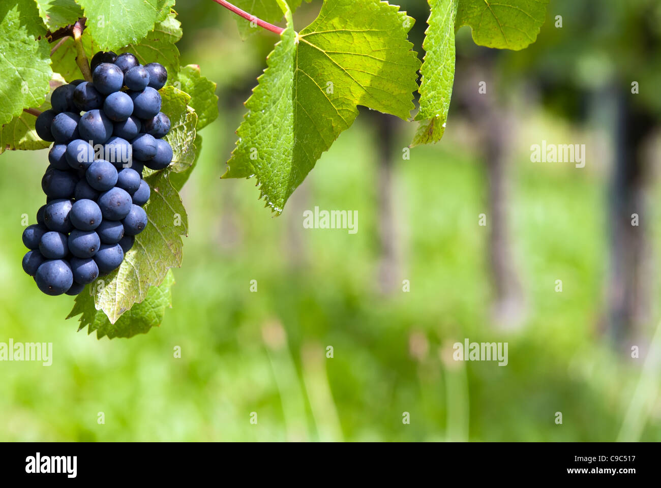 Vine Grape Bunch Ground High Resolution Stock Photography and Images ...