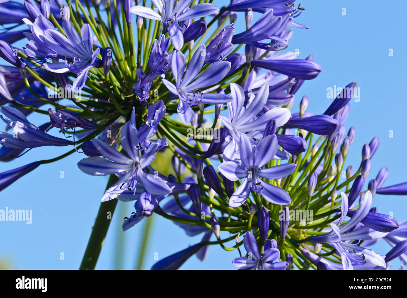 Blue flowers of the african agapanthus agapanthus africanus hi-res ...