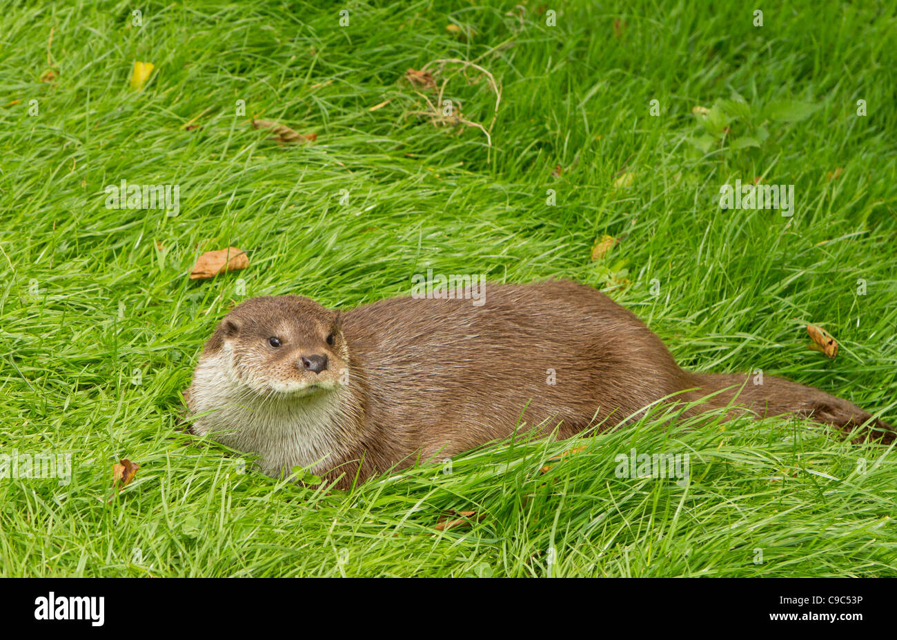 Captive otter at the British Wildlife Centre UK Stock Photo - Alamy