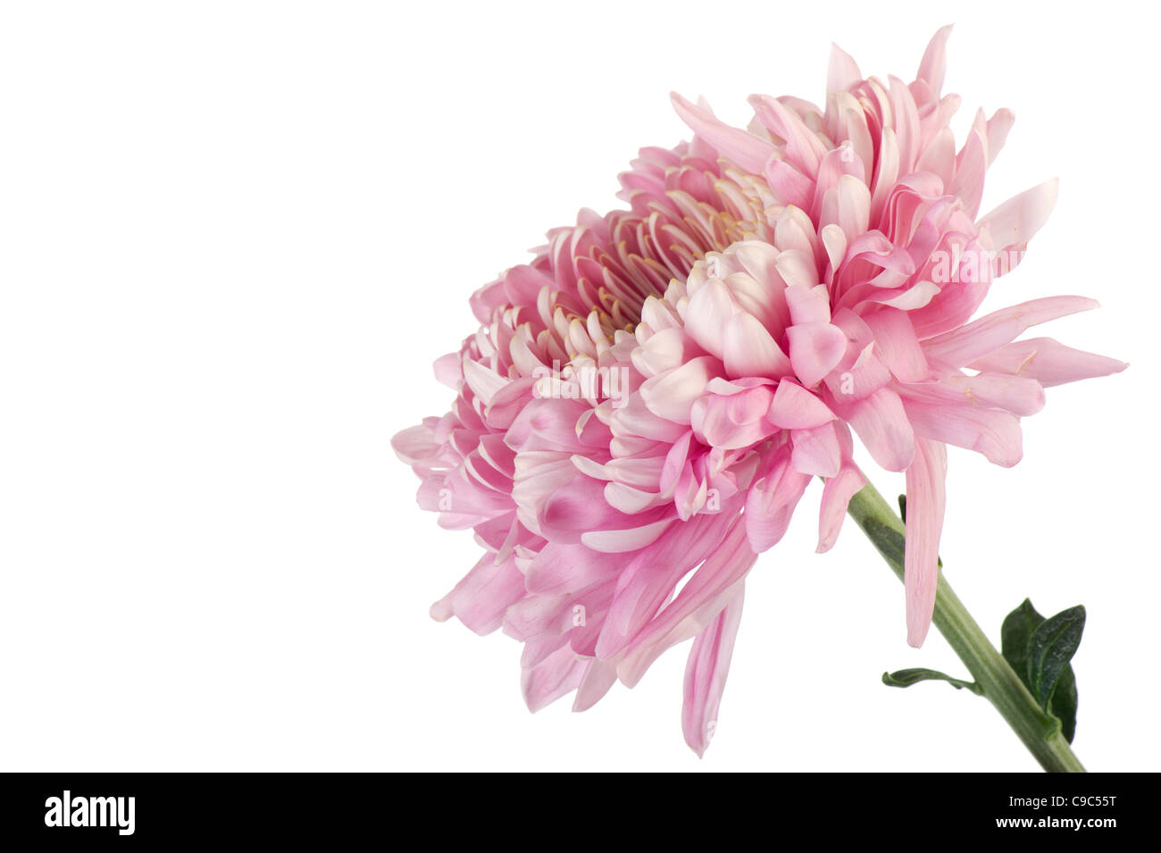 Pink single Chrysanth in corner isolated over white background Stock ...