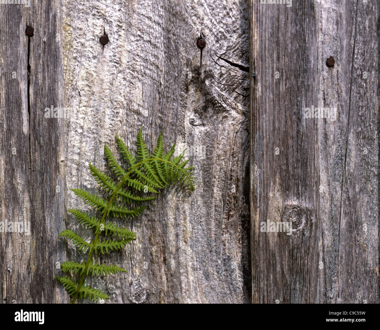 Fern, Glen Etive, Scotland Stock Photo - Alamy