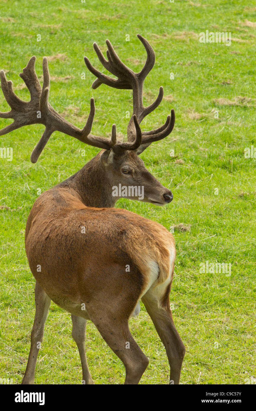 Captive Red Deer at British Wildlife Centre Surrey UK in July with ...
