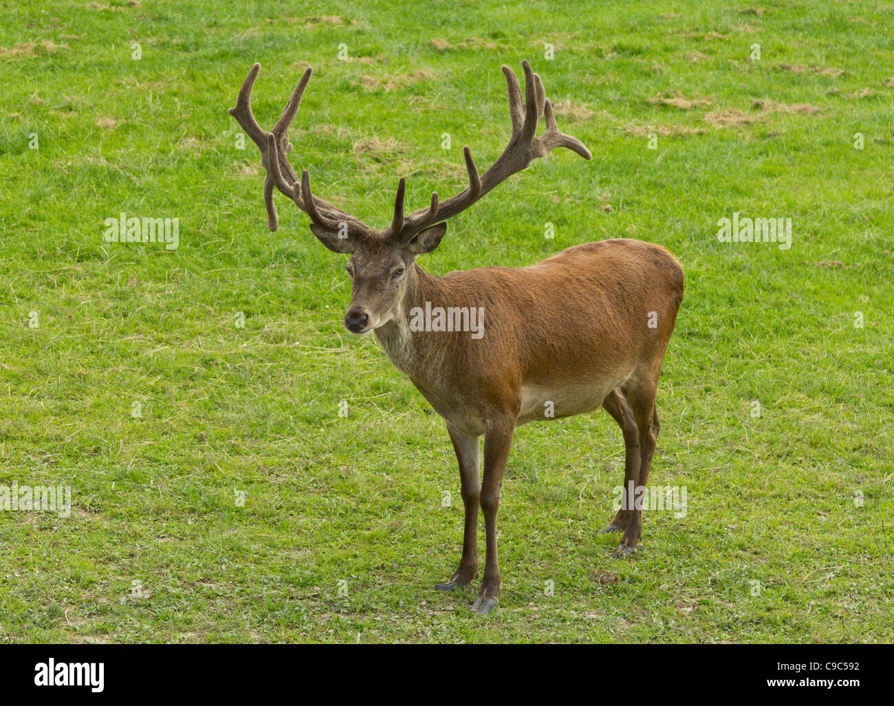 Deer british hi-res stock photography and images - Alamy