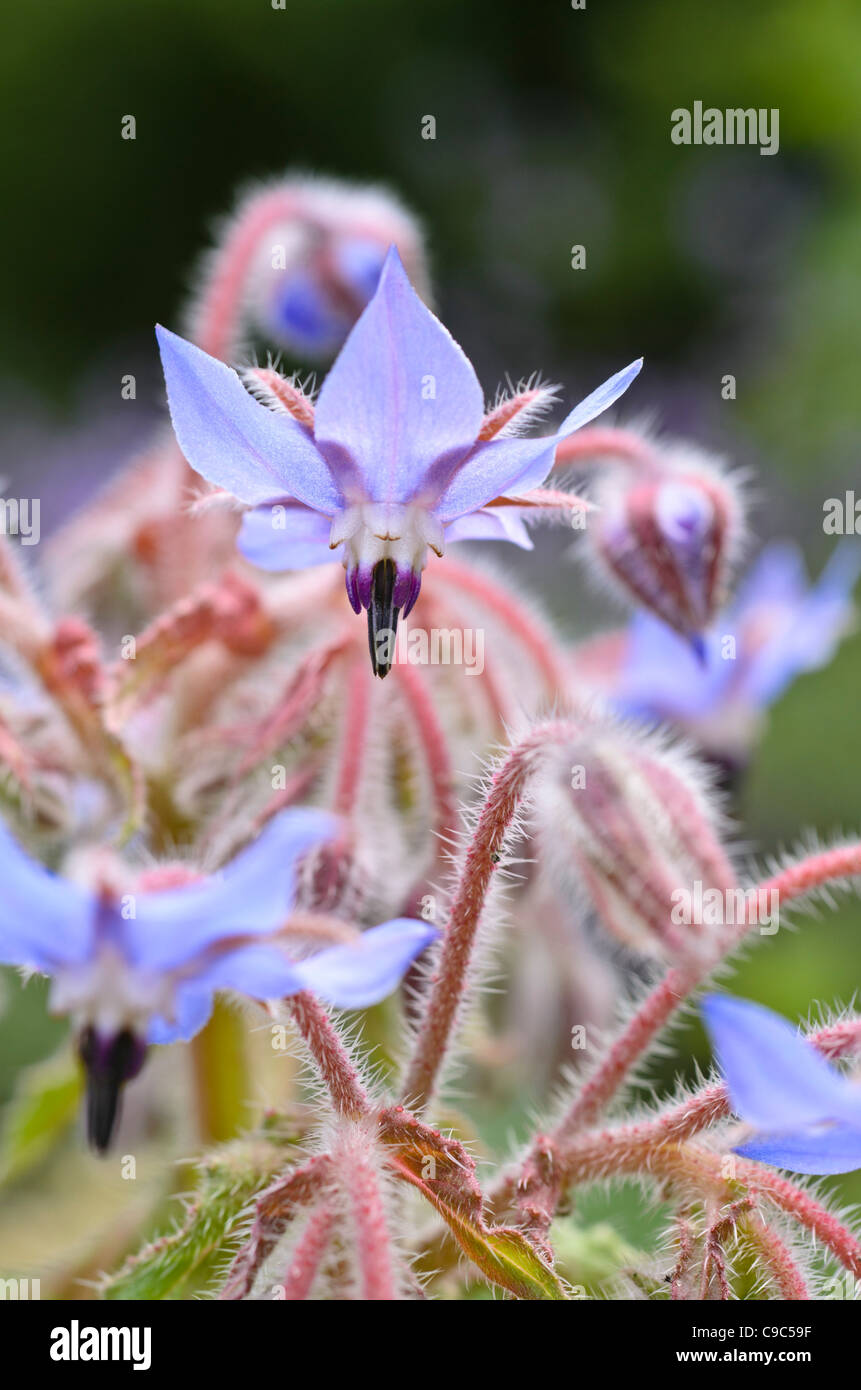 Borago species hi-res stock photography and images - Alamy