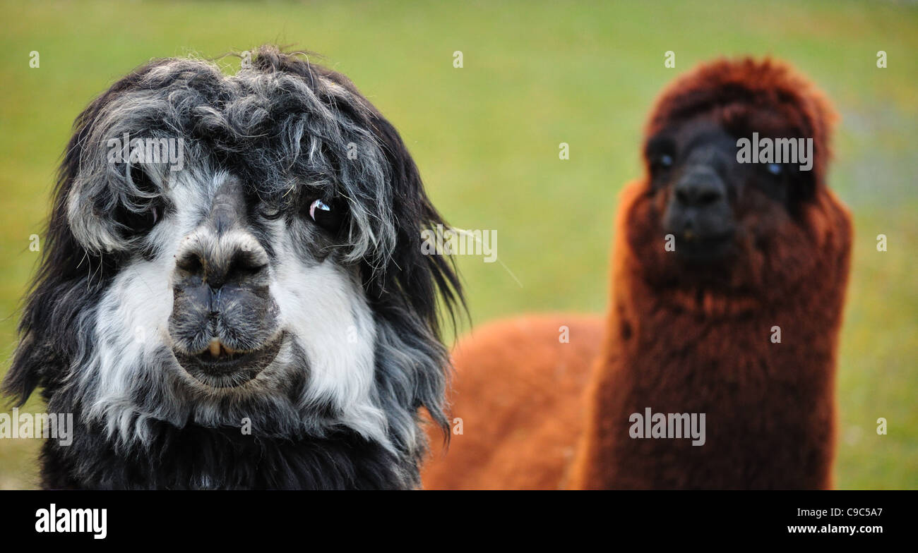 Two alpacas hi-res stock photography and images - Alamy