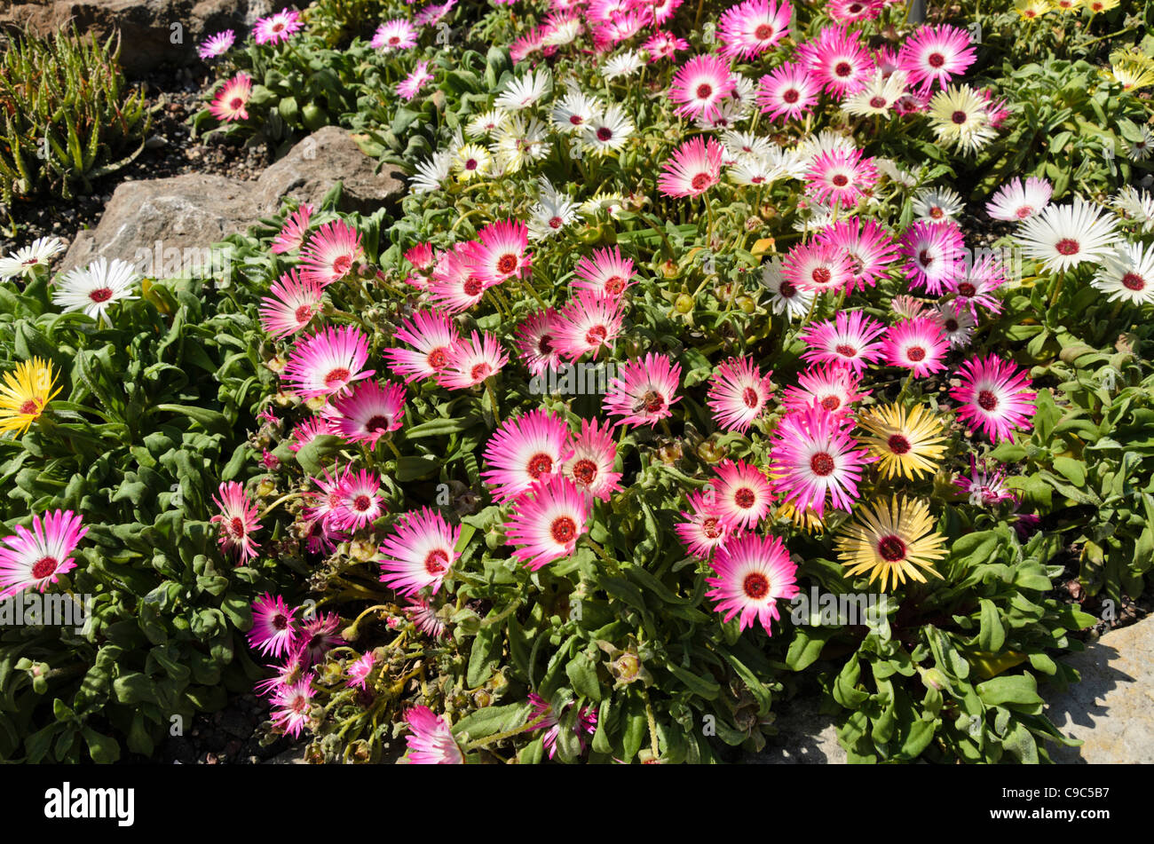 Bellidiformis hi-res stock photography and images - Alamy