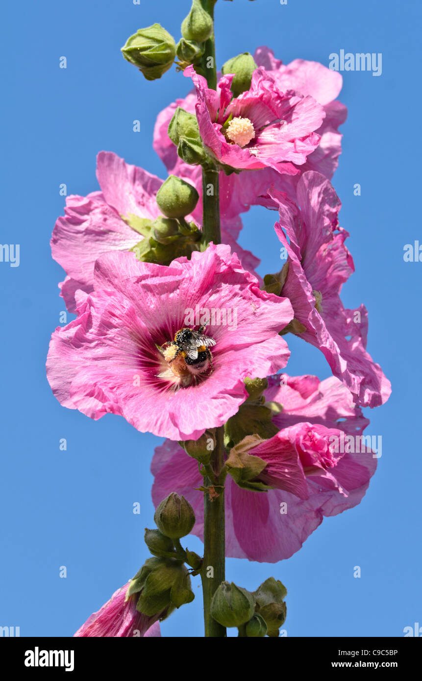 Common hollyhock (Alcea rosea) and bumble bee (Bombus Stock Photo - Alamy