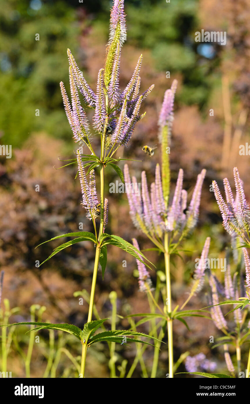 Black root (Veronicastrum virginicum 'Apollo' syn. Veronica virginica ...
