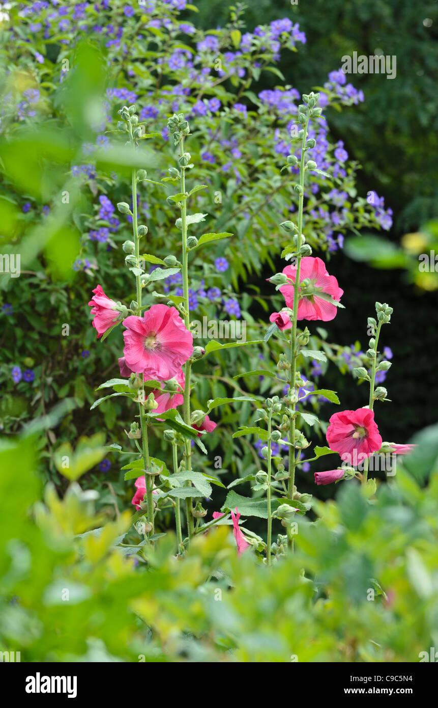 Common hollyhock (Alcea rosea Stock Photo - Alamy Common hollyhock (Alcea rosea Stock Photo - Alamy