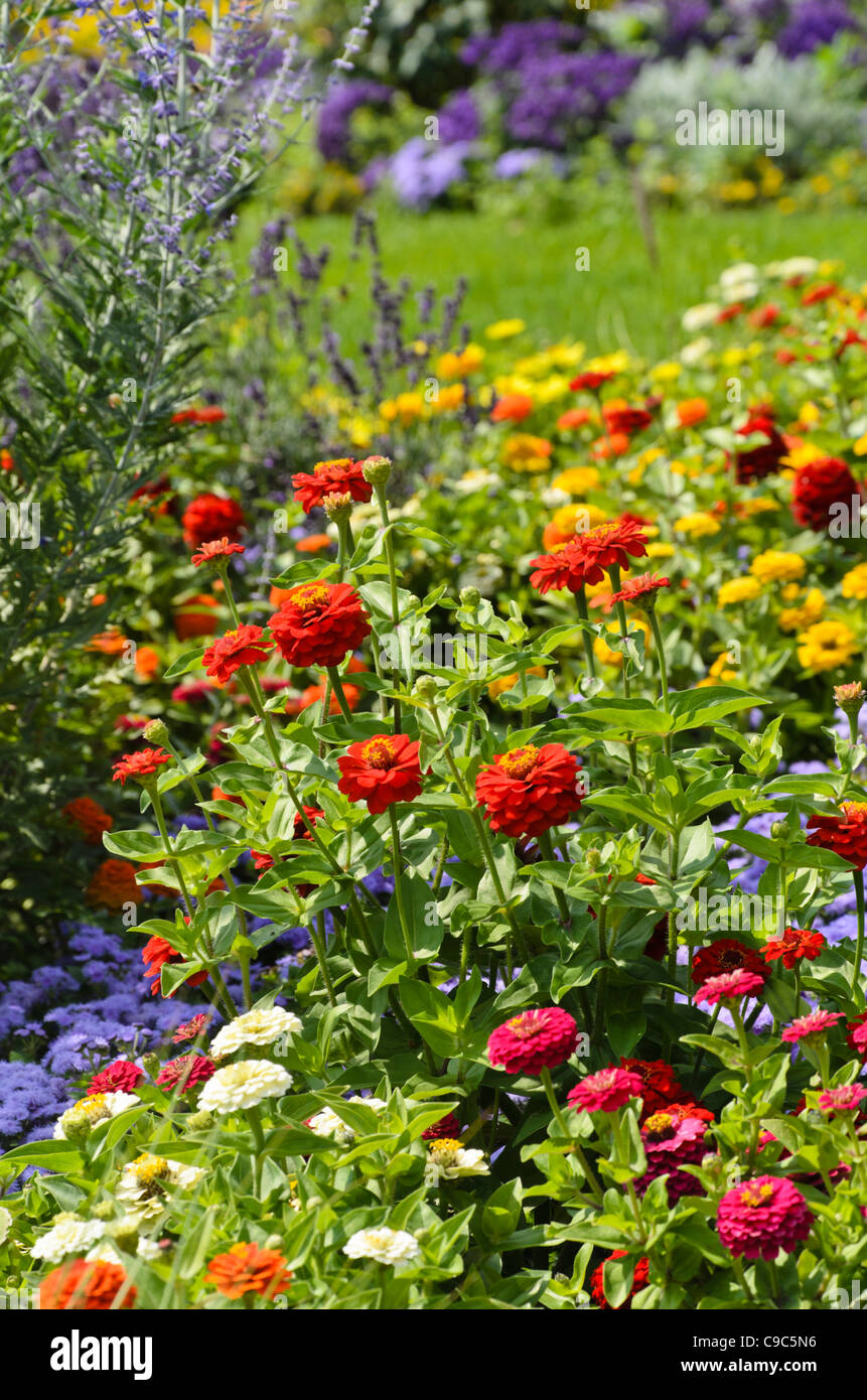 Narrowleaf zinnia (Zinnia angustifolia Stock Photo - Alamy