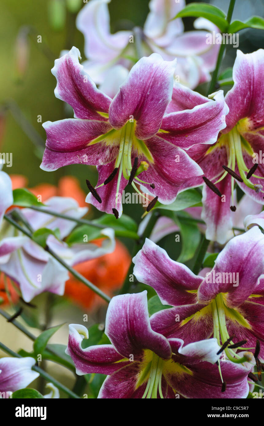 Oriental trumpet lily (Lilium Erfordia Stock Photo - Alamy