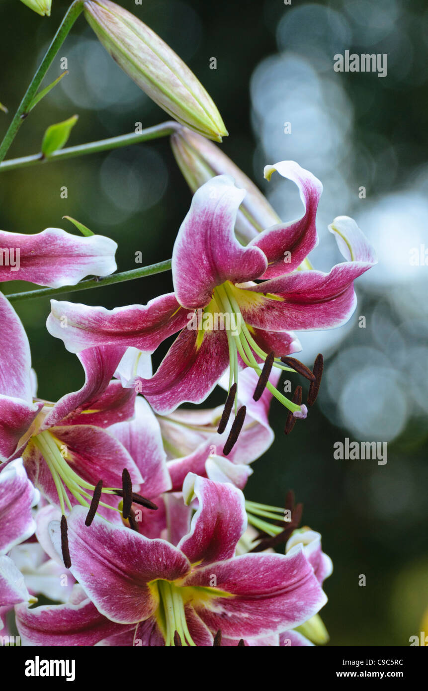 Oriental trumpet lily (Lilium Erfordia Stock Photo - Alamy