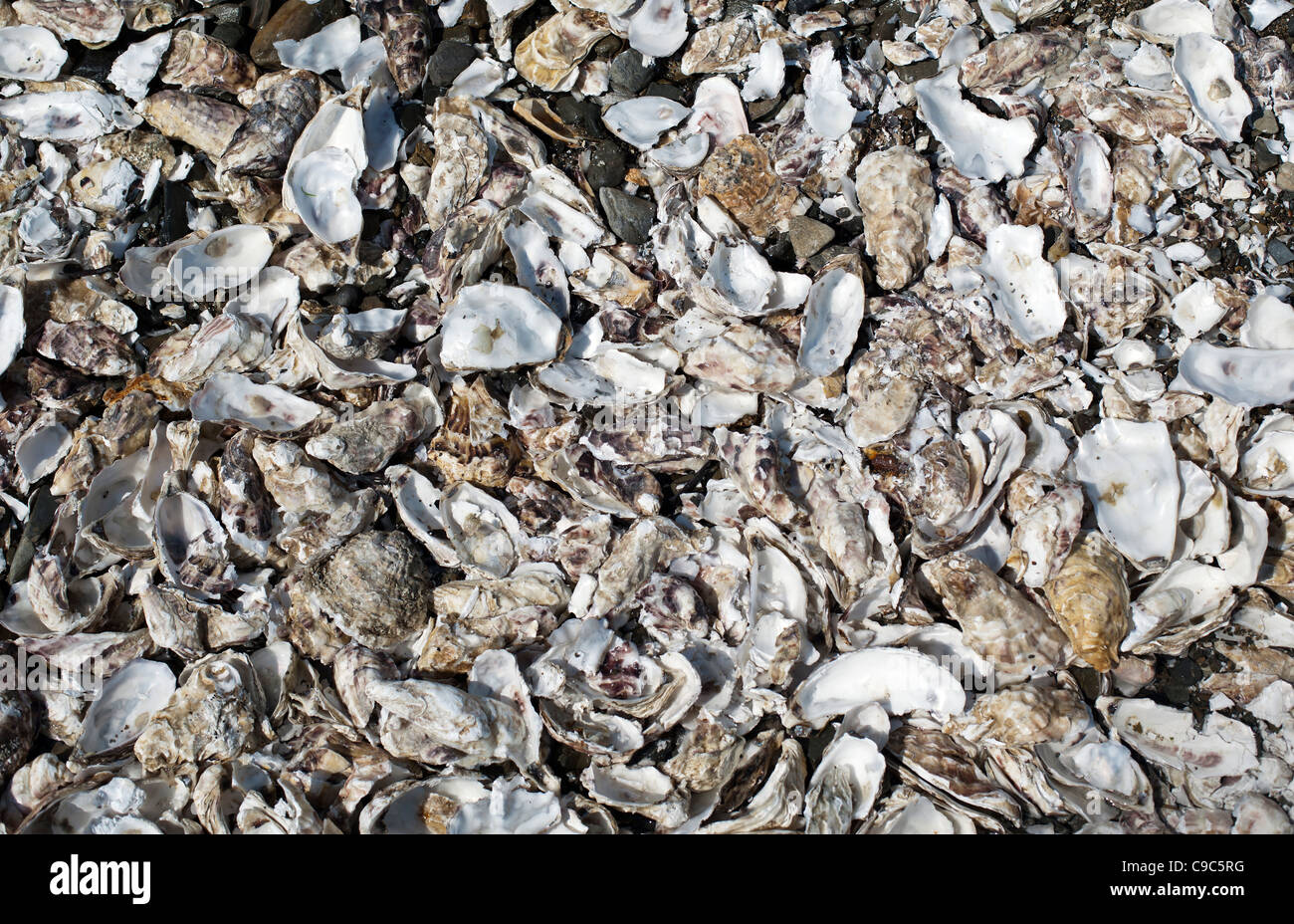 Massive collection of used broken oyster shells hi-res stock ...