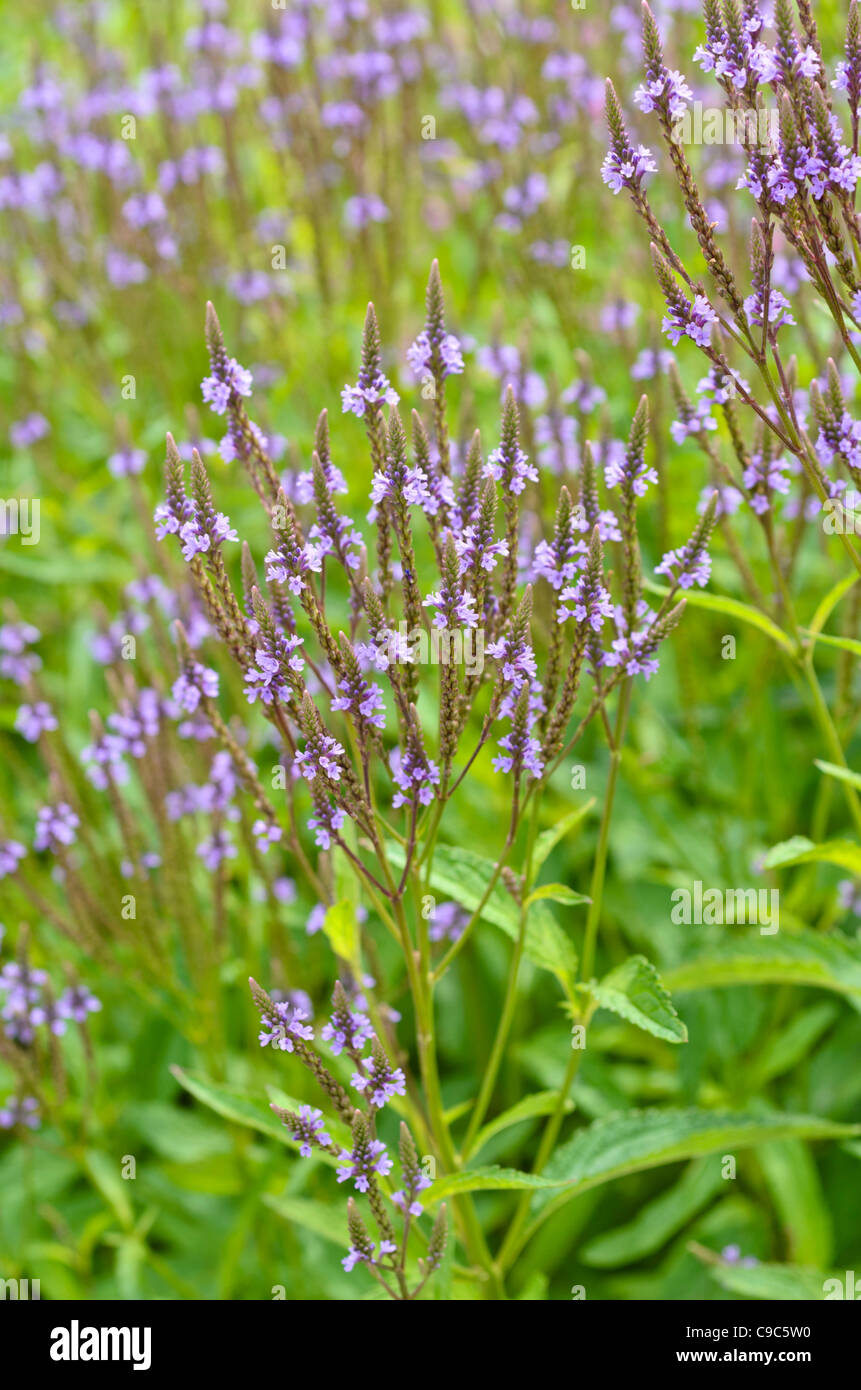 American vervain (Verbena hastata Stock Photo - Alamy