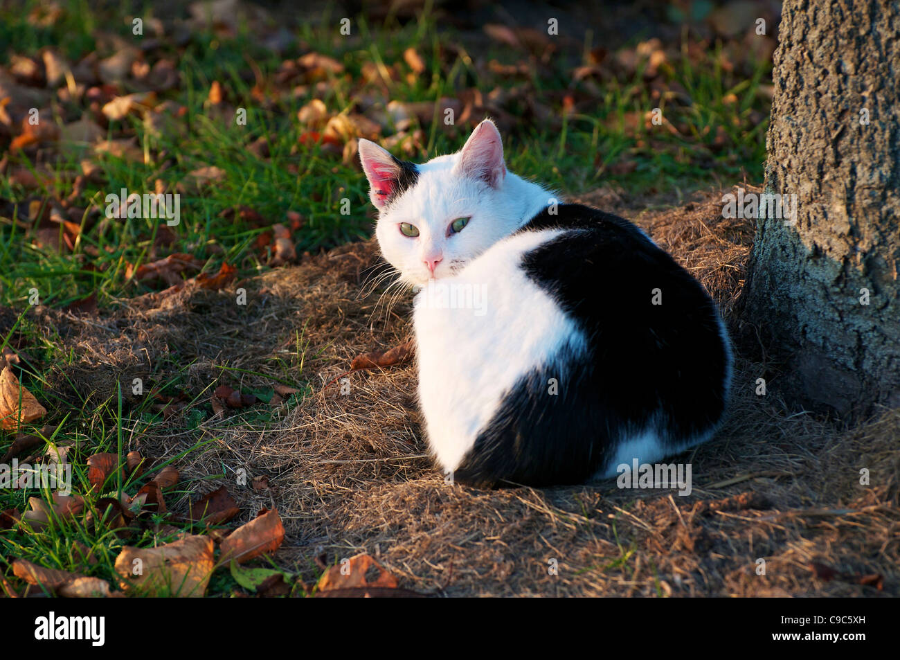 Cat under the sun hi-res stock photography and images - Alamy