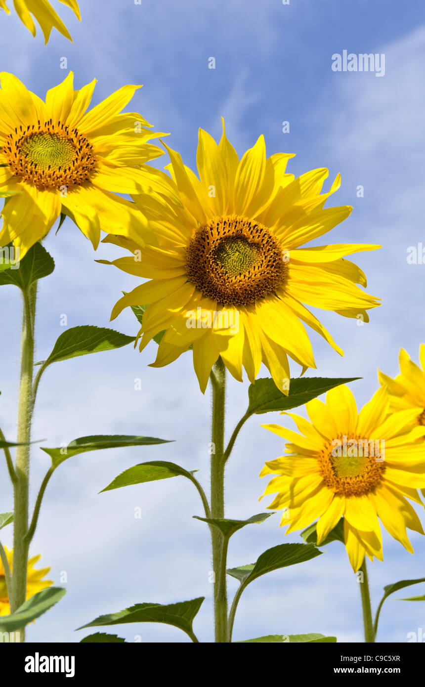 Common sunflower (Helianthus annuus Stock Photo - Alamy