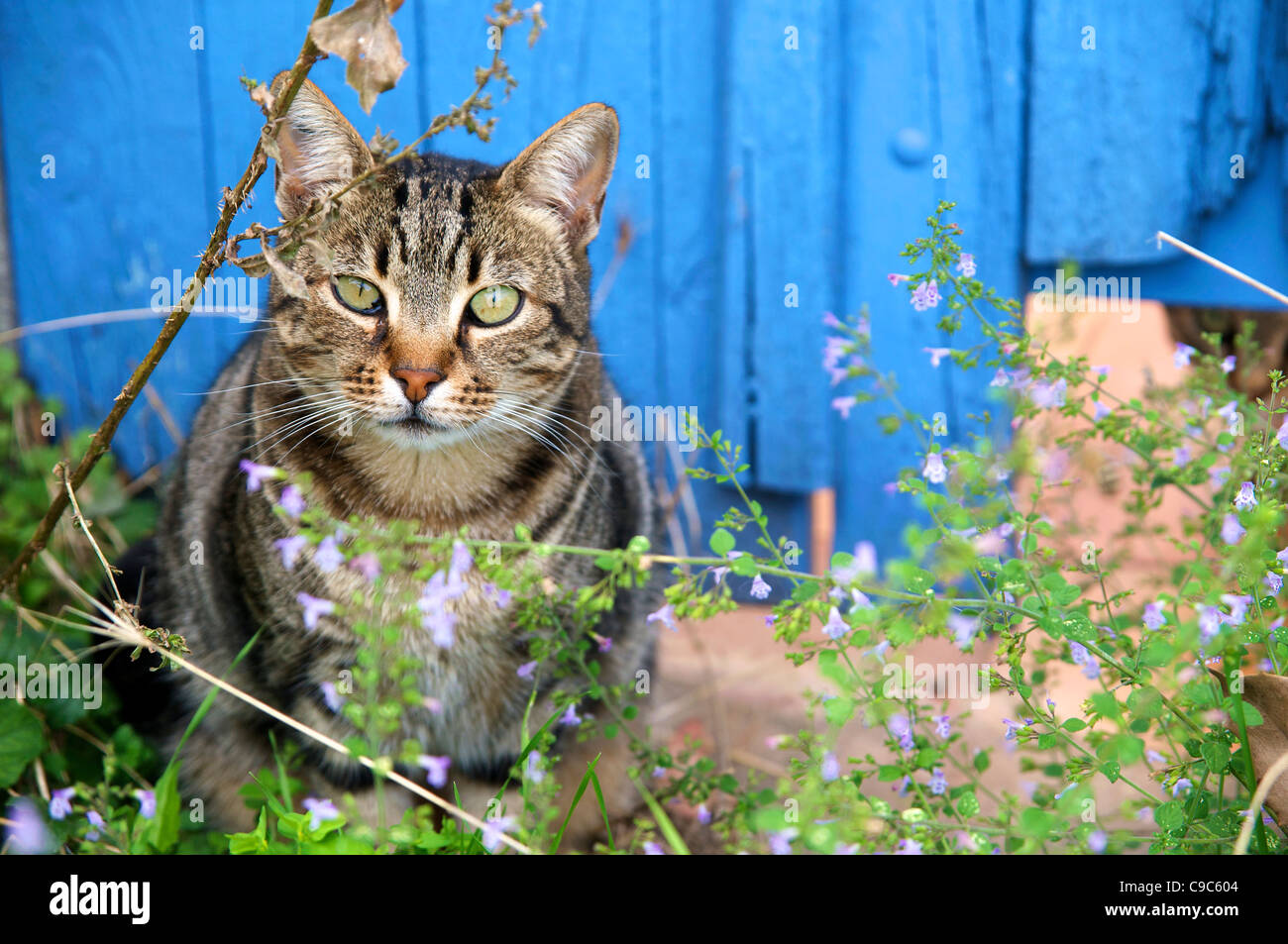 A cat in Vaison-la-Romaine Stock Photo - Alamy