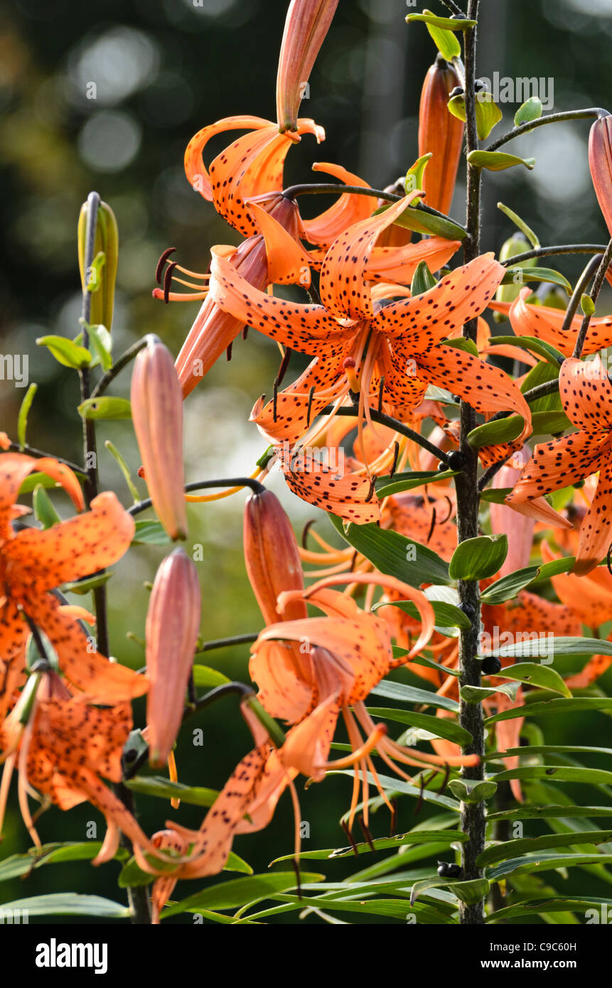 Tiger lily (Lilium lancifolium 'Splendens' syn. Lilium tigrinum ...