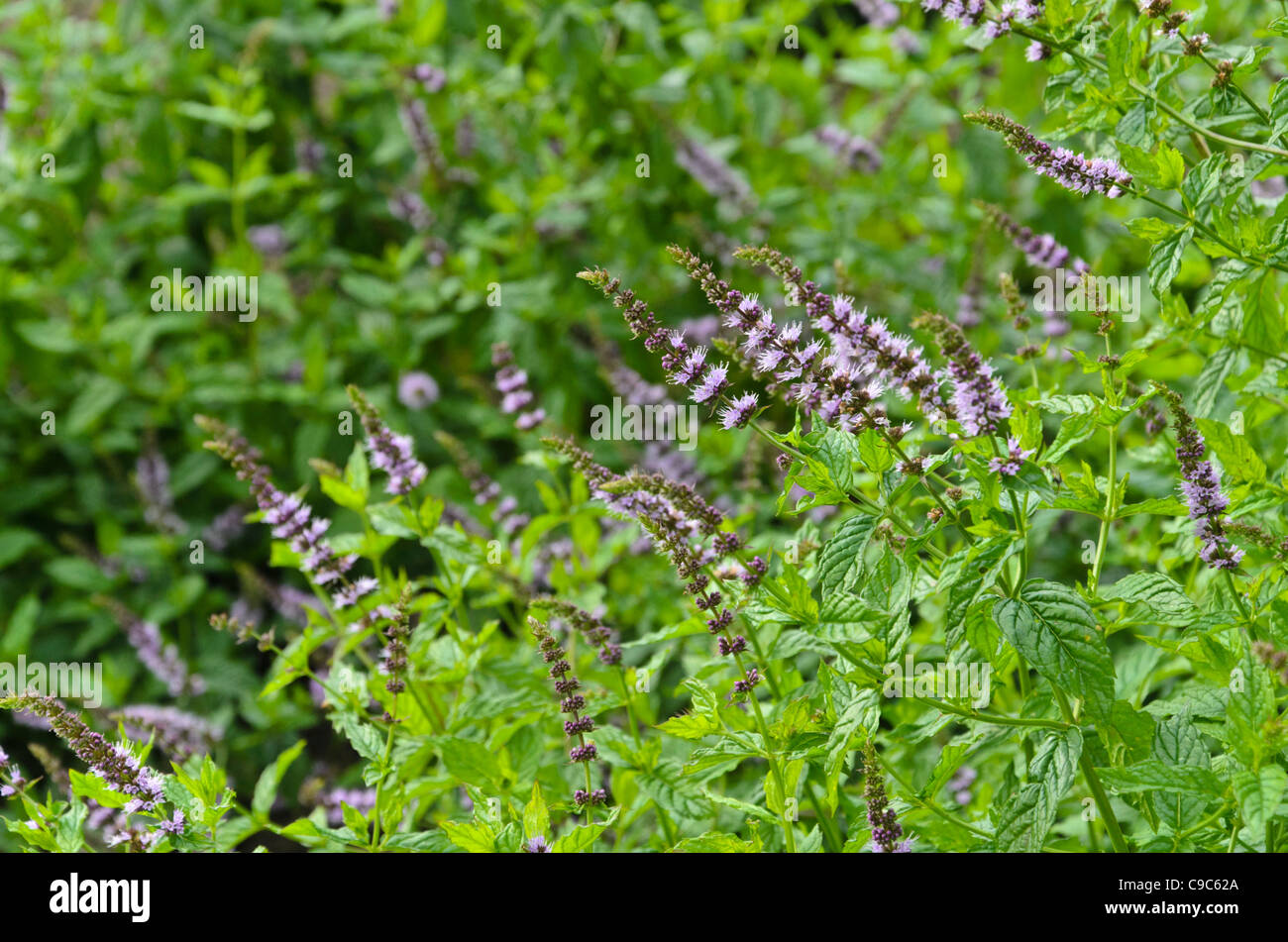 Quotwhat39s Blooming Nowquot Wild Peppermint Mentha Piperita