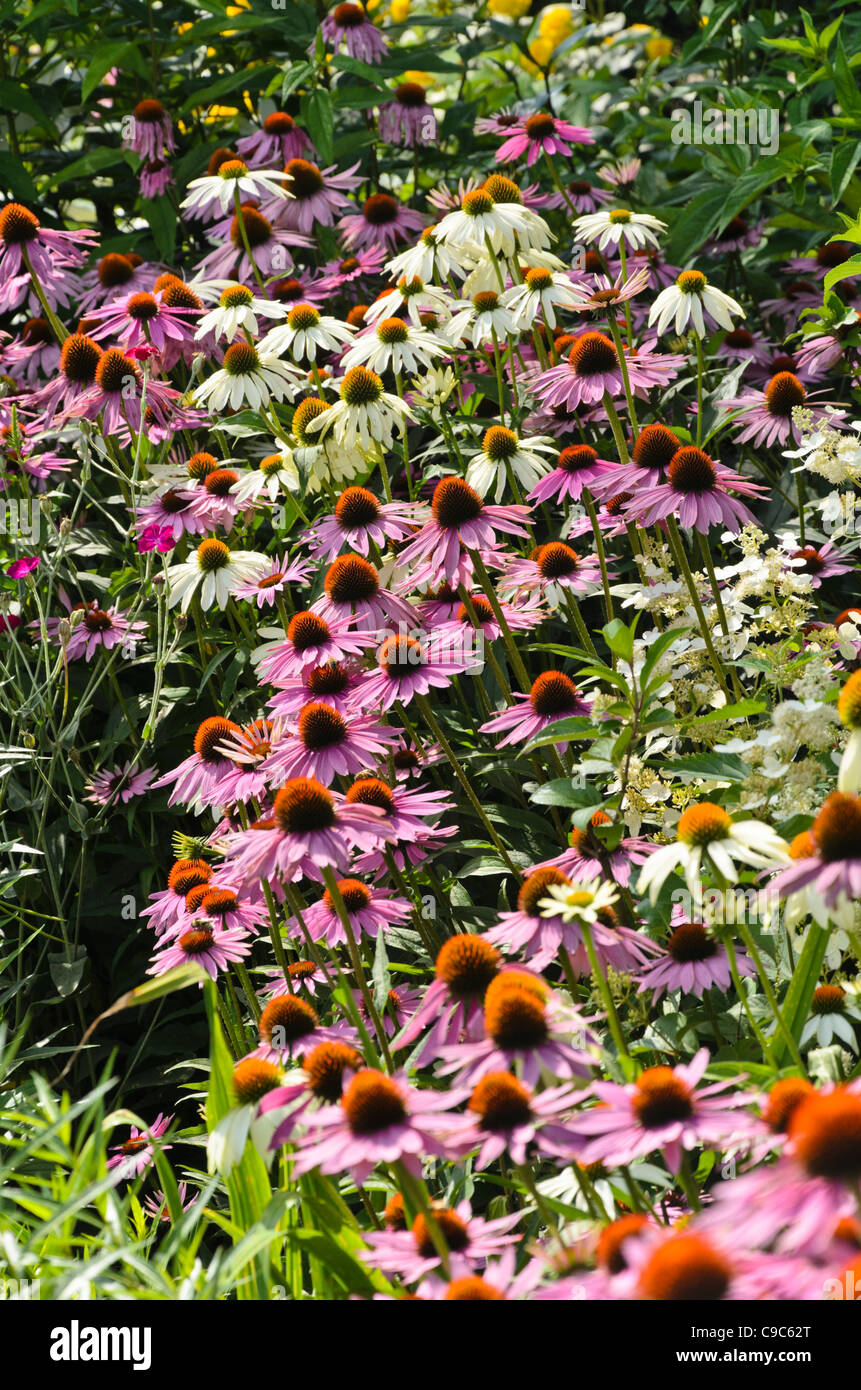 Purple cone flower (Echinacea purpurea Stock Photo - Alamy