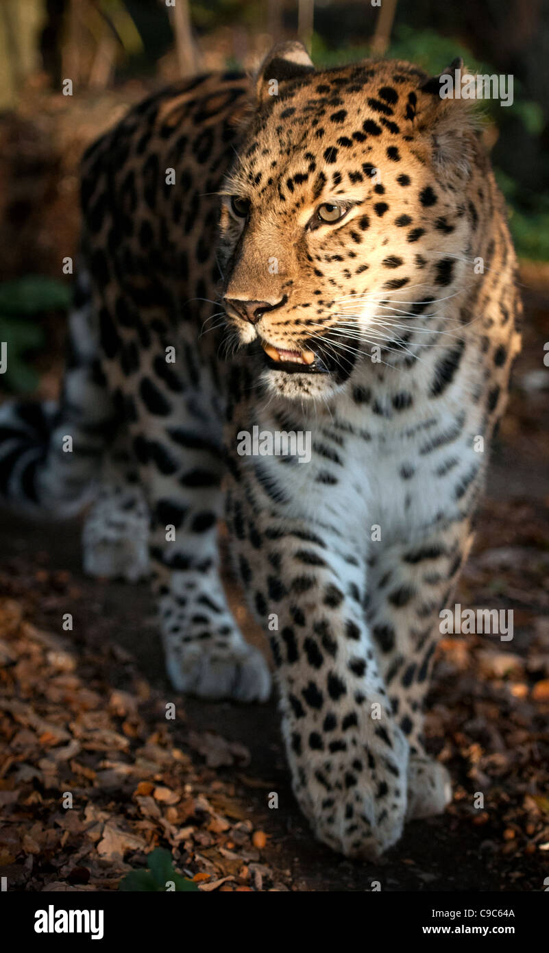 Male Amur leopard walking towards camera Stock Photo - Alamy