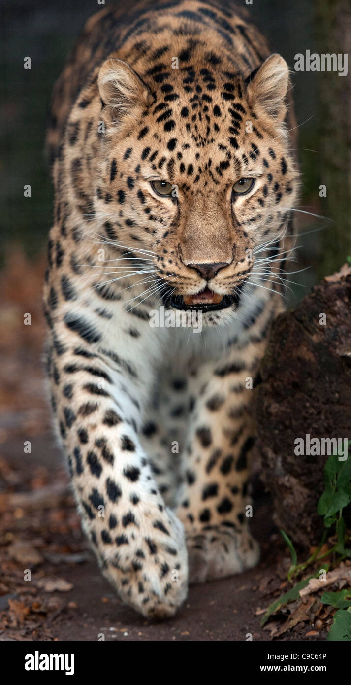 Amur leopard walking camera hi-res stock photography and images - Alamy
