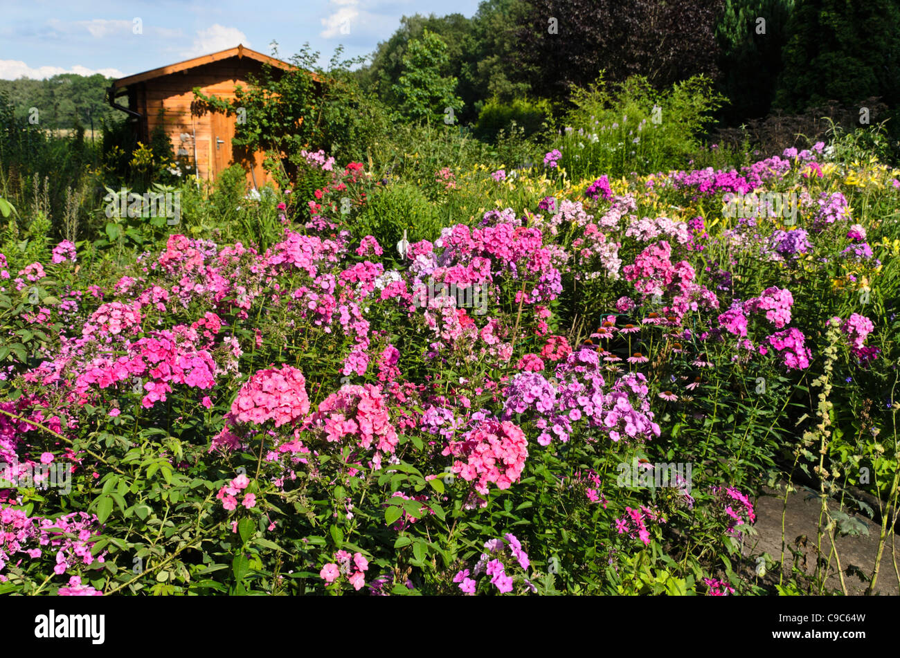Garden phlox (Phlox paniculata). Design: Marianne and Detlef Lüdke ...