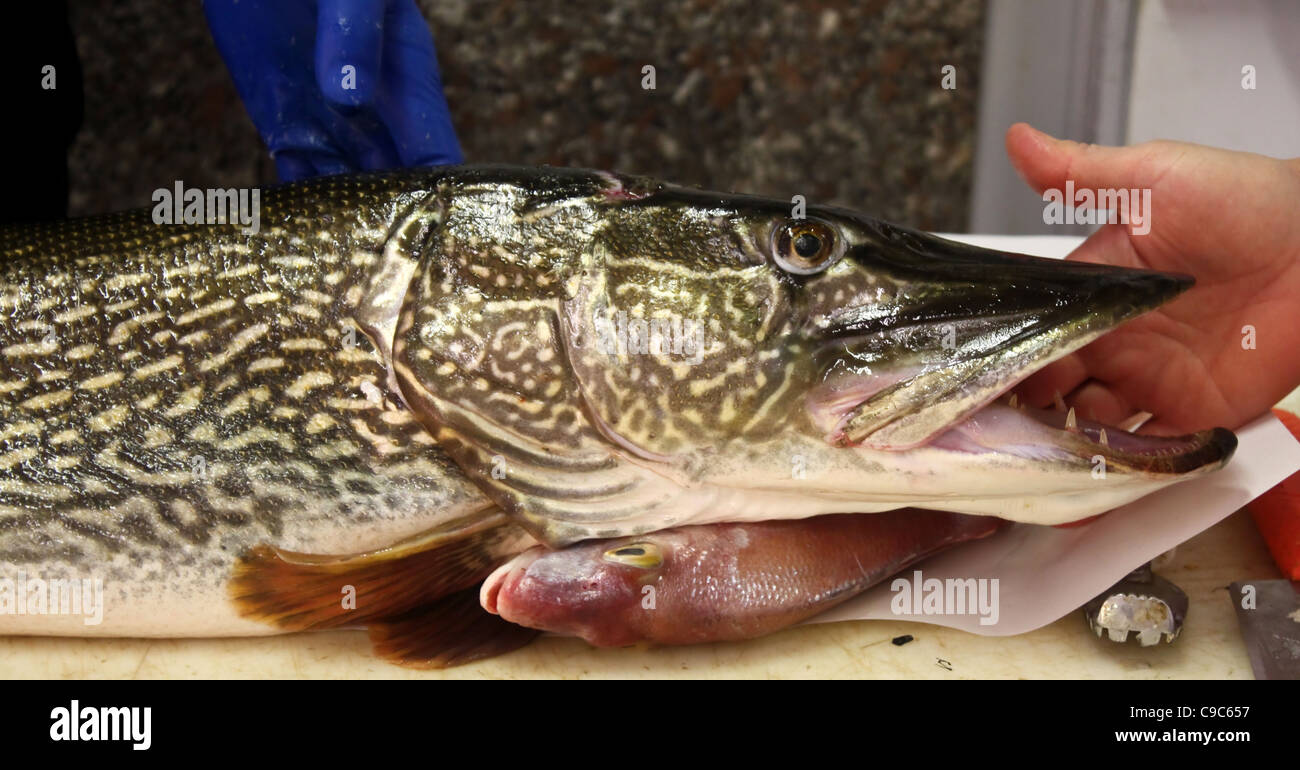 Fish pike hi-res stock photography and images - Alamy