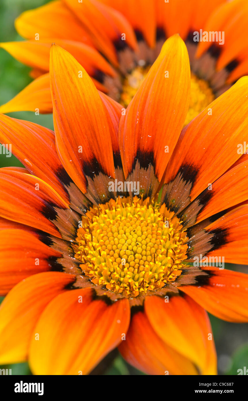 Treasure flower (Gazania rigens Stock Photo - Alamy