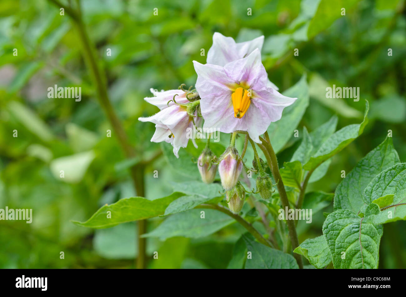Potato (Solanum tuberosum Stock Photo - Alamy