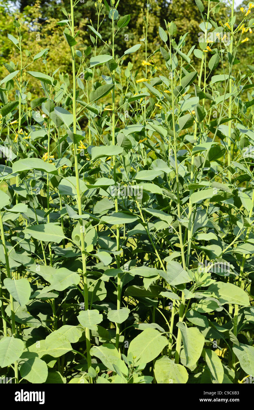 Tree tobacco (Nicotiana glauca Stock Photo - Alamy