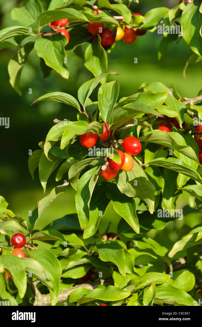 Cornelian cherry (Cornus mas Stock Photo - Alamy