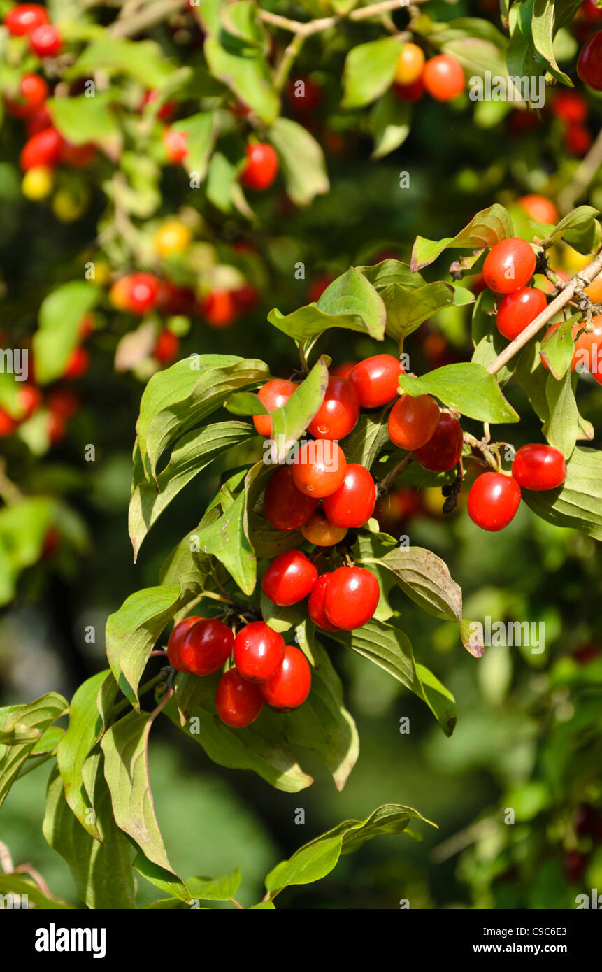 Cornelian cherry (Cornus mas Stock Photo - Alamy